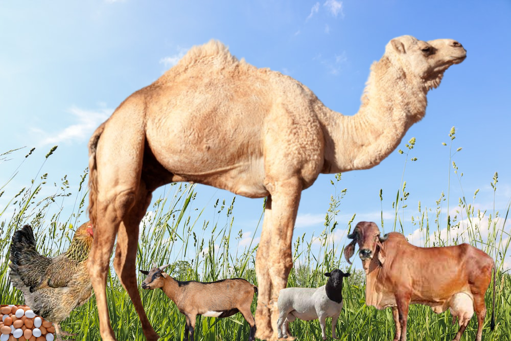 GANACSIGA XOOLAHA IYO SOOMAALIDA | Onkod Radio